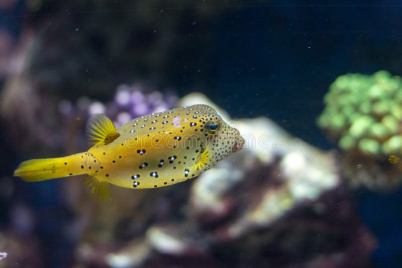 Yellow Boxfish - Cute Can Also Be Deadly Stock Image - Image of fish ...