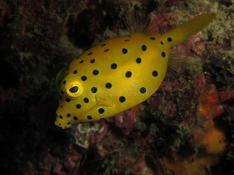 Yellow boxfish stock image. Image of tropical, life, scuba - 53851315