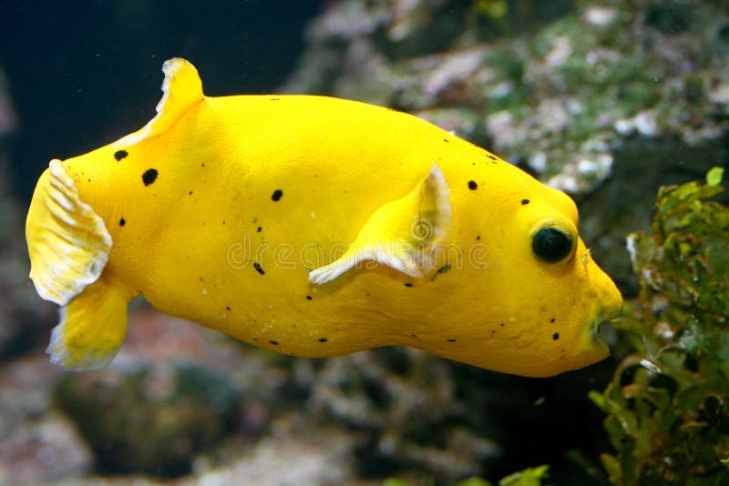 Yellow Boxfish (Ostracion Cubicus) Stock Photo - Image of swim, water ...