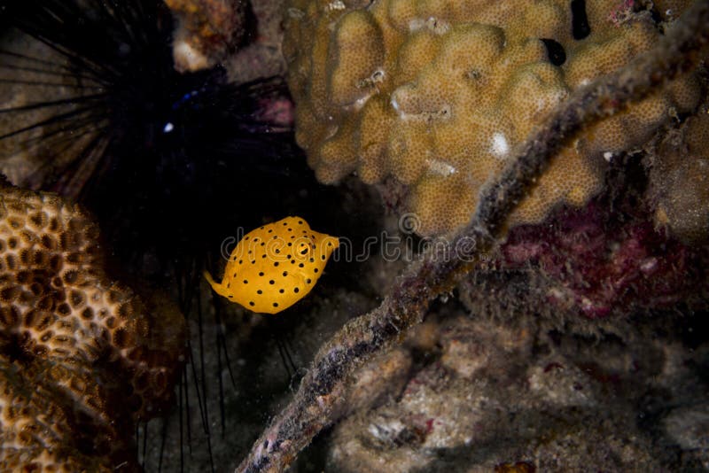 Yellow Boxfish Under the Sea Stock Photo - Image of ...