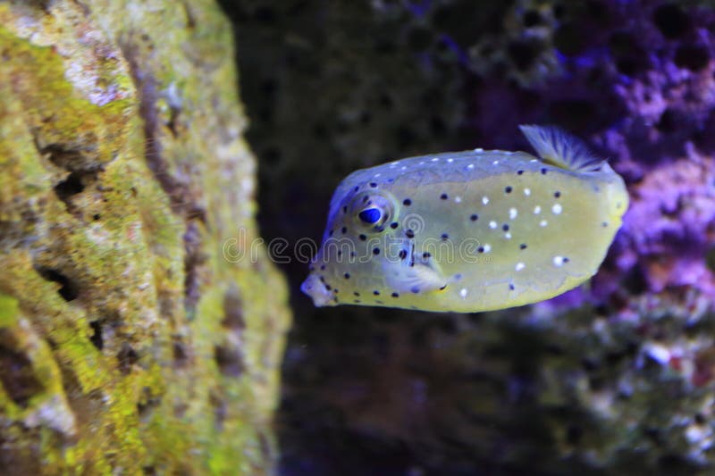 Yellow boxfish stock photo. Image of life, boxfish, nature - 302145018