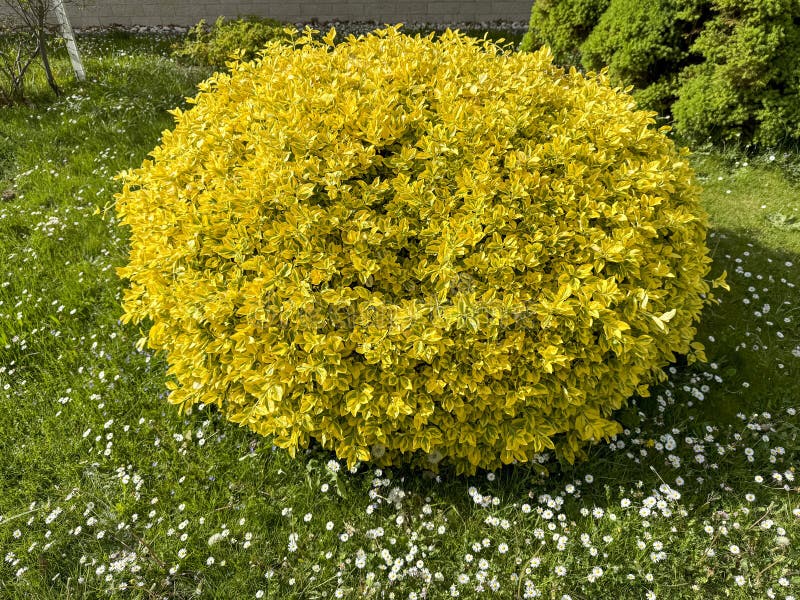 Yellow Boxwood Plant in the Garden Stock Photo - Image of bloom ...