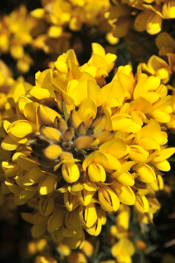 Yellow bracken bush stock image. Image of ecology, bushes - 5002173