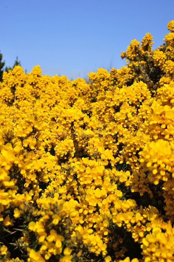Yellow bracken bush stock image. Image of ecology, bushes - 5002173