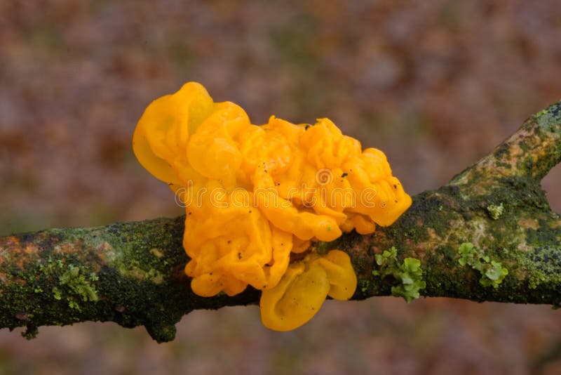 Yellow Brain Fungus stock image. Image of yellow, fungus - 22517727
