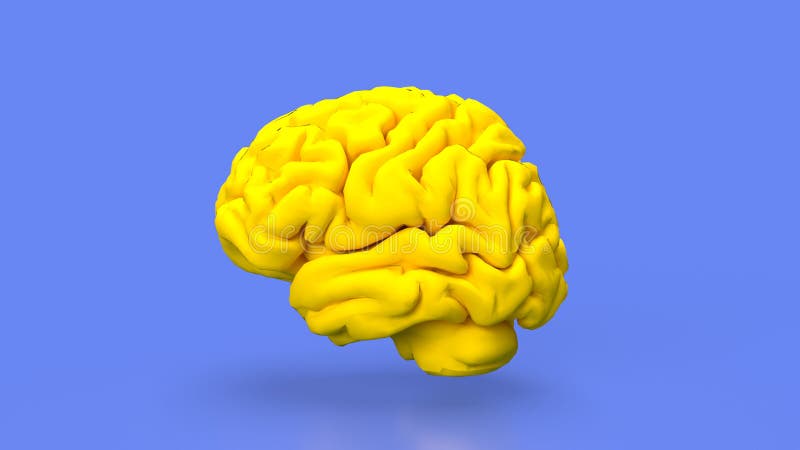 The Yellow Brain for Sci or Education Concept 3d Rendering Stock ...