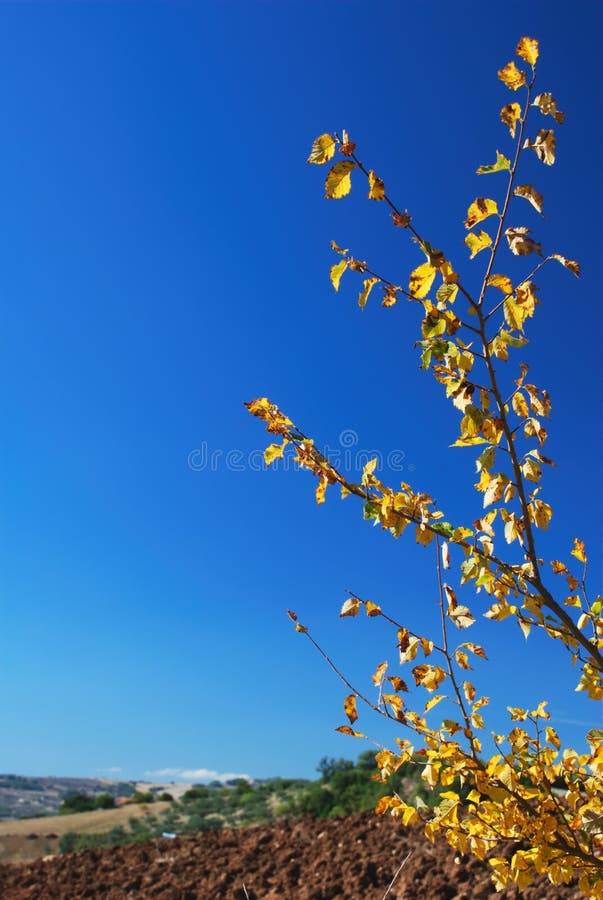 Yellow, Branch, Tree, Sky Picture. Image: 134701024