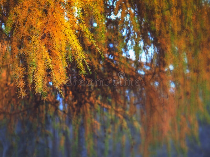 Yellow Branch of a Larch in the Fall. Stock Image - Image of autumn ...
