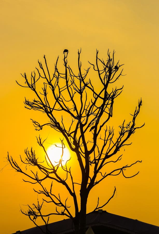 Yellow, Branch, Tree, Sky Picture. Image: 134701024
