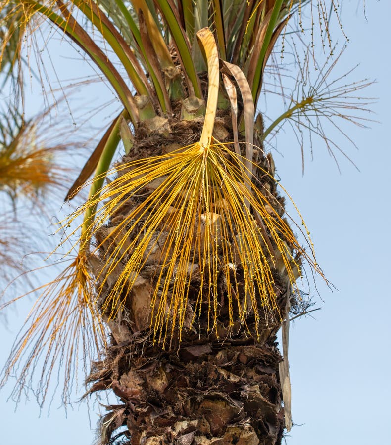 Yellow Branches on a Date Palm. Nature in the Tropics Stock Photo ...