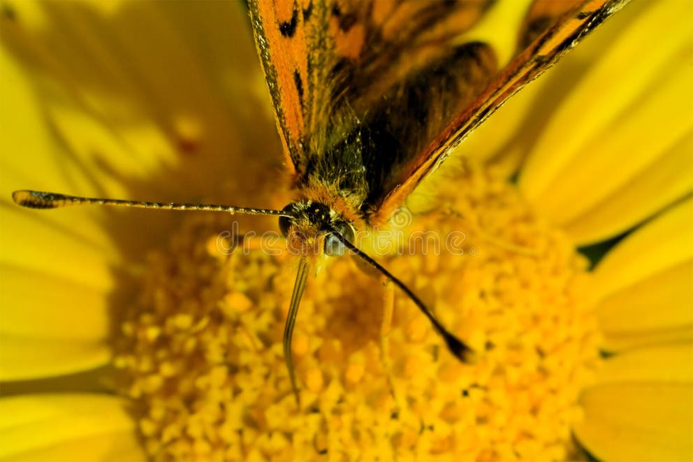 Yellow breakfast stock photo. Image of flutter, natural - 5025038