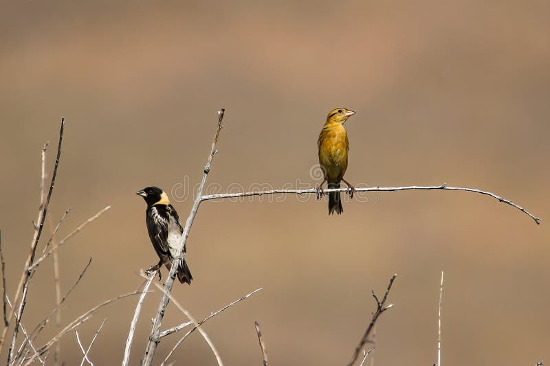 Yellow-breasted Bunting Birds Perching on Dry Twigs Stock Photo - Image ...