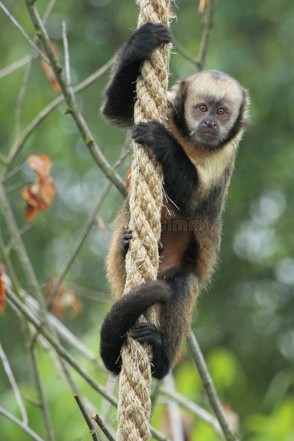 Yellow-breasted capuchin stock image. Image of sitting - 25663453