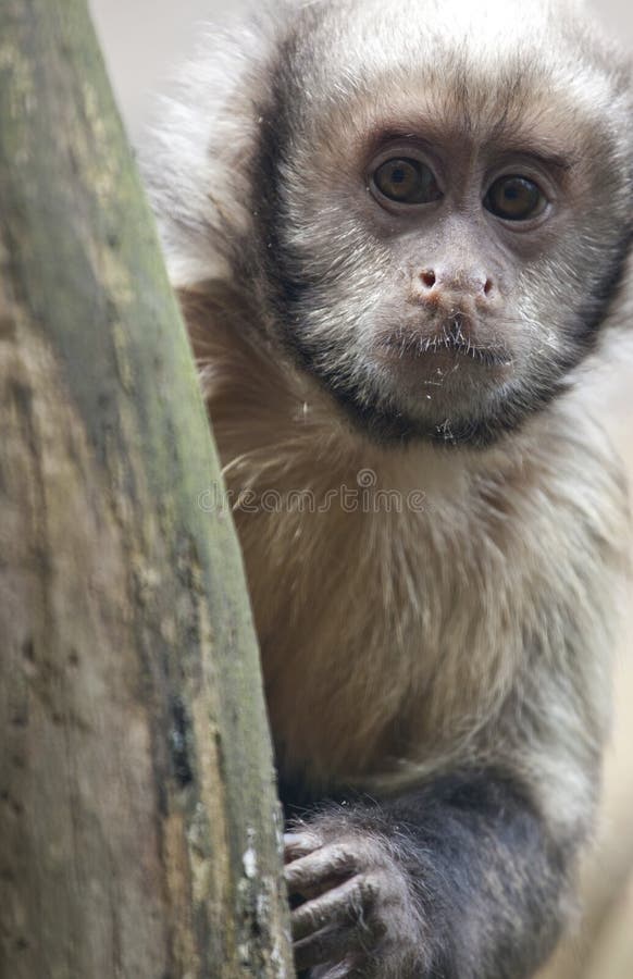 Golden-bellied Capuchin stock image. Image of golden - 14768375
