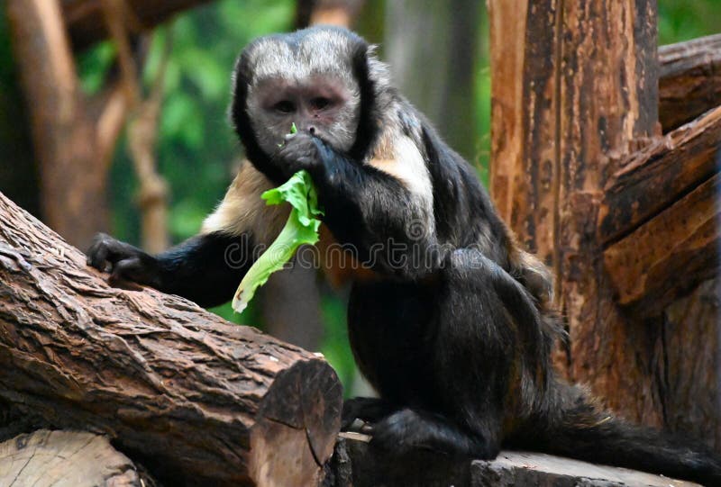 An Yellow Breasted Capuchin Eats Vegetable Leaf Stock Photo - Image of ...
