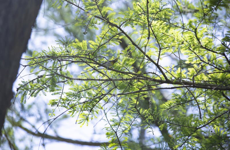 Yellow-Breasted Chat Peaking Off Tree Limb Stock Photo - Image of ...