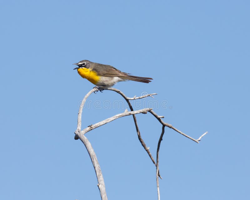 Yellow breasted chat stock photo. Image of yellow, chat - 42795588