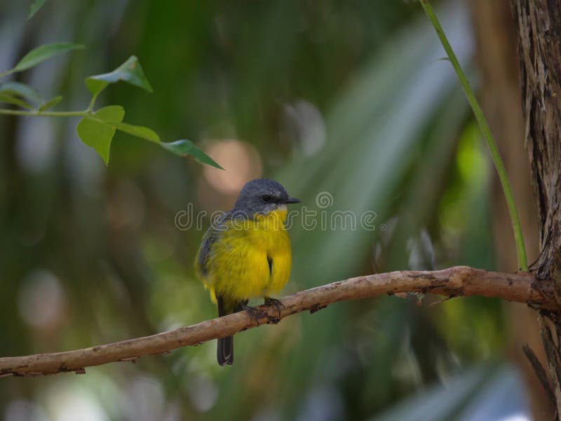 Yellow Breasted Robin in the Forest Stock Image - Image of robin ...