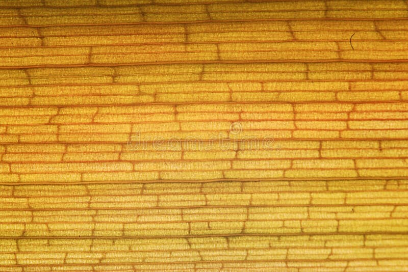 Yellow brick texture stock image. Image of craft, fiber - 62134477