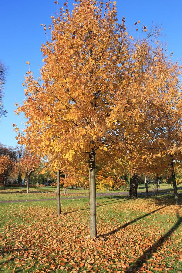 Yellow bright autumn park stock photo. Image of park - 61717100
