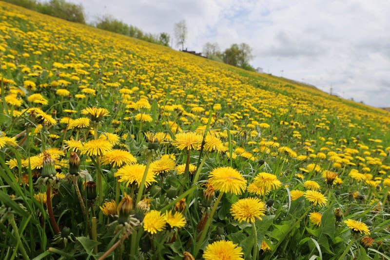 Yellow Bright Dandelions Growing on the Slope, Cloudy Spring Day Stock ...