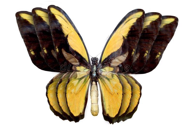 Yellow brilliant butterfly stock image. Image of souvenir - 92890285