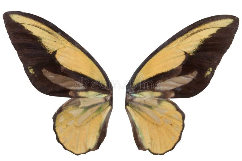 Butterfly wing yellow stock photo. Image of lepidoptera - 13570360