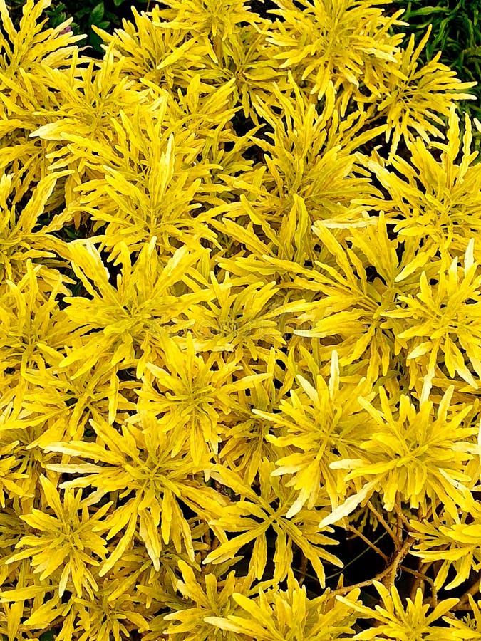 Yellow broccoli stock photo. Image of vitamins, organic - 32391008