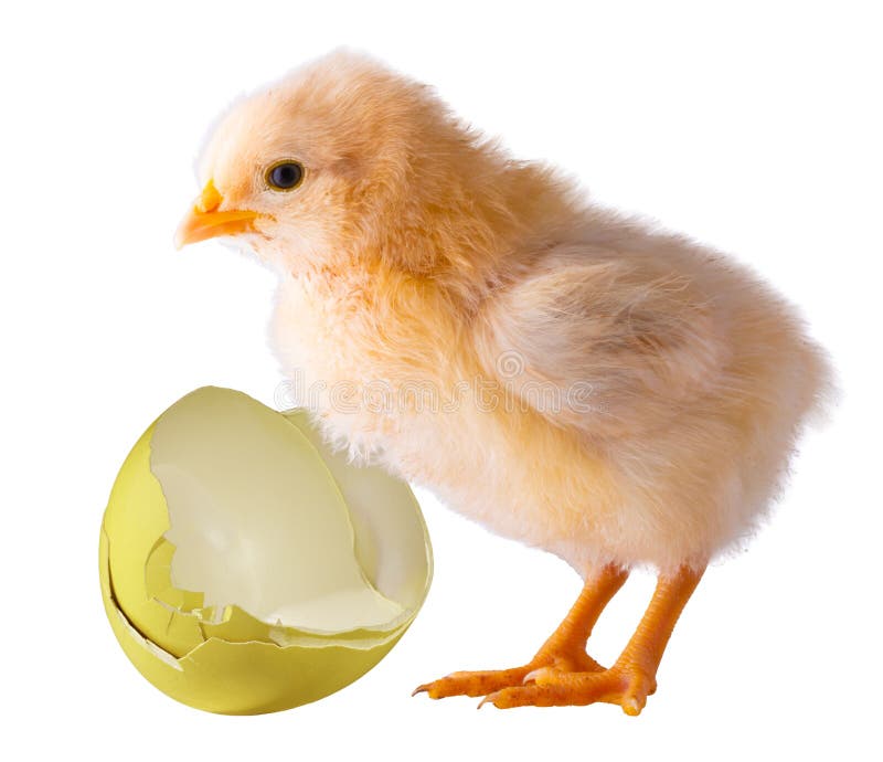 Yellow Broken Eggs Next To a Chicken Chick Stock Photo - Image of ...
