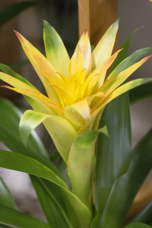 Yellow bromelia stock image. Image of black, green, decor - 66965661