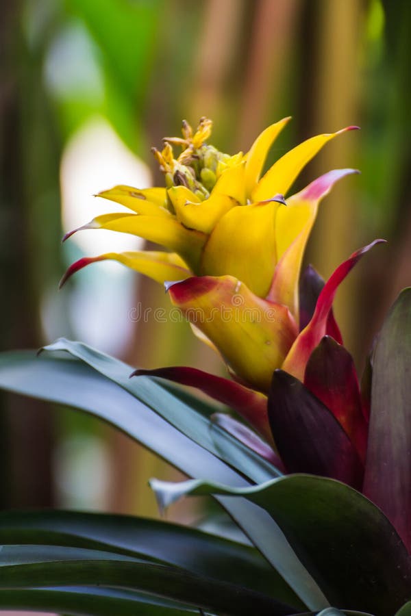 Yellow Bromeliad or Billbergia Pyramidalis Stock Photo - Image of ...