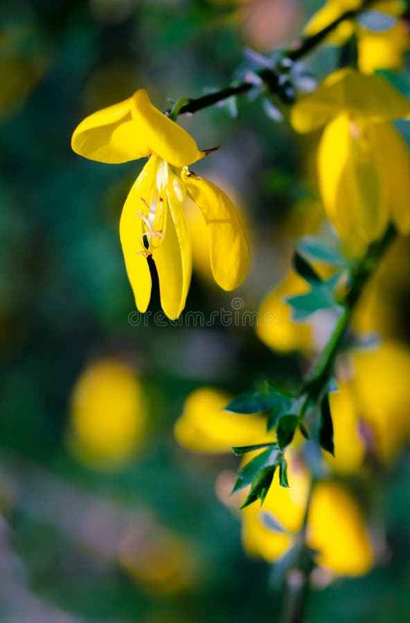 Yellow Broom Cytisus Scoparius Flower Stock Image - Image of pleasant ...