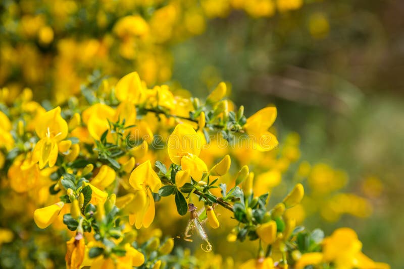 Bright Yellow Broom Flowering Stock Image - Image of springtime, flora ...