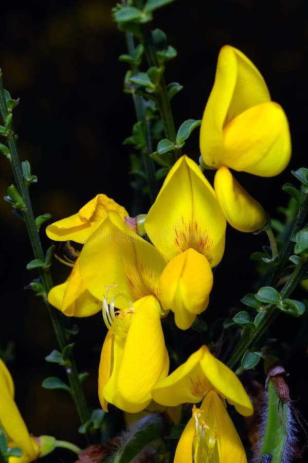 Cytisus Scoparius / Scotch Broom Stock Image - Image of spring, nature ...