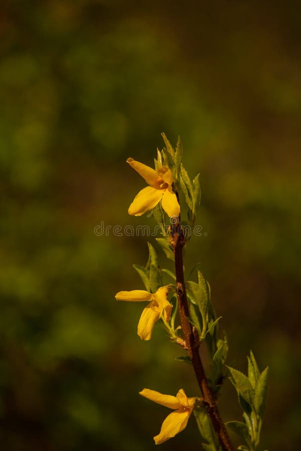 Yellow Broom Flowers. Spring Bush with Yellow Flowering Stock Image ...