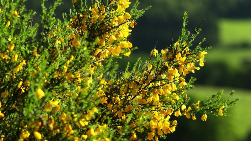 Yellow Broom Plant in the Wind Stock Footage - Video of flowers, nature ...