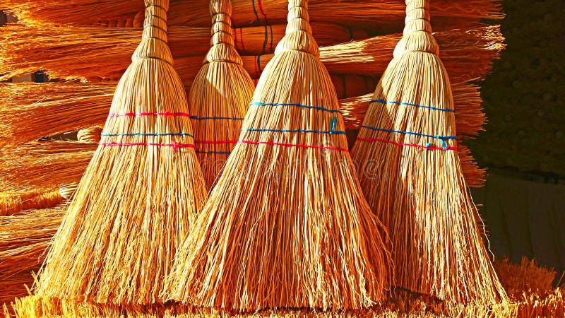 Yellow brooms in bloom stock image. Image of grass, texture - 278681901