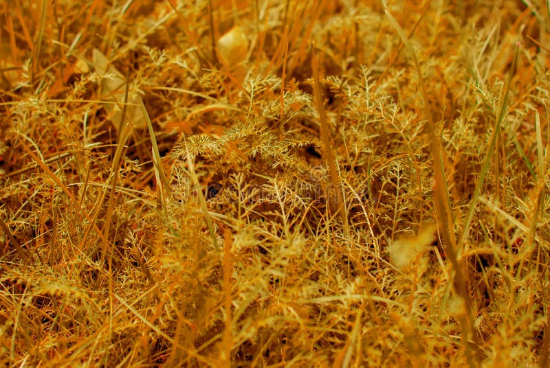 Yellow Broun Grass Macro Close Up Stock Photo - Image of environment ...
