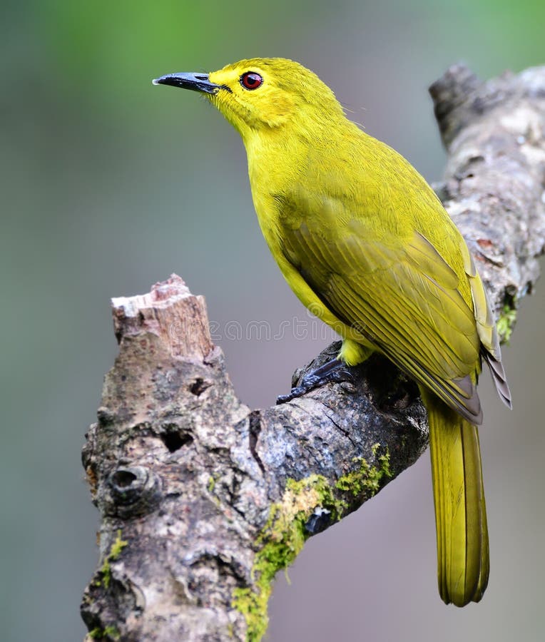 Yellow-browed bulbul bird stock photo. Image of bird - 182967302