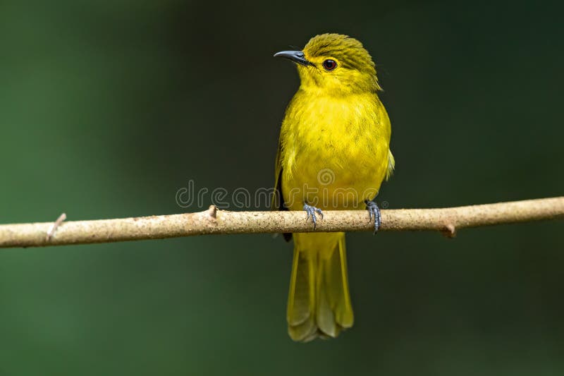 Yellow-browed Bulbul Perched on a Branch at Thattekad, Kerala, India ...