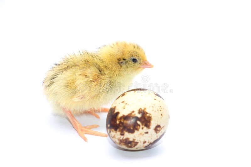 Yellow and Brown Baby Quail Stock Photo - Image of childhood, poultry ...