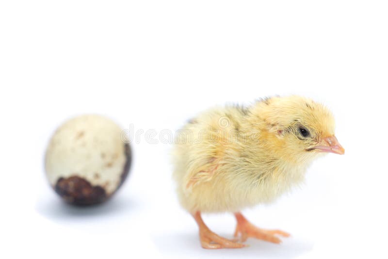 2,520 Baby Quail Stock Photos - Free & Royalty-Free Stock Photos from ...