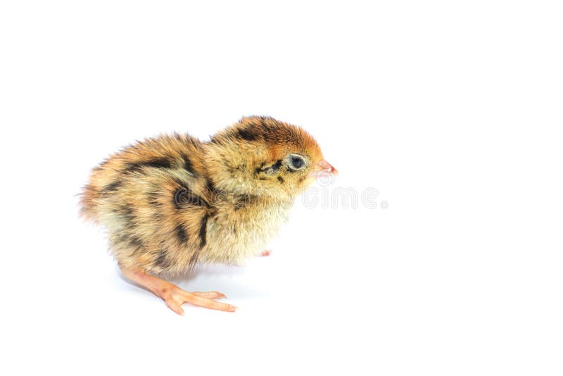 Yellow and Brown Baby Quail Stock Photo - Image of childhood, poultry ...