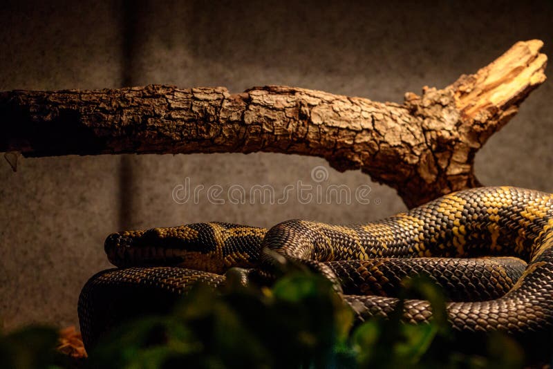 Yellow and Brown Banded Snake Stock Image - Image of banded, lemur ...