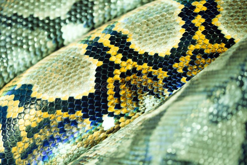 Yellow, Brown, and Black Snake Texture Stock Photo - Image of snakeskin ...