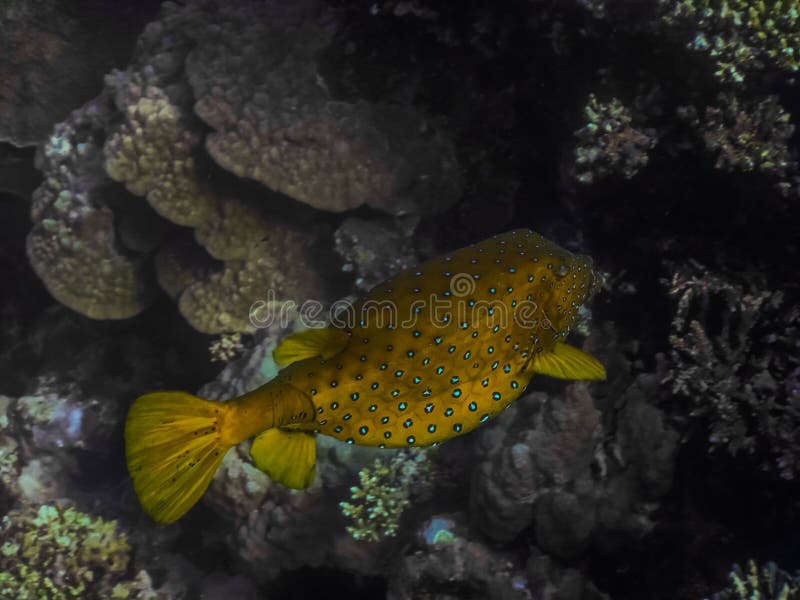 Yellow Brown Boxfish Large View in the Red Sea Stock Image - Image of ...