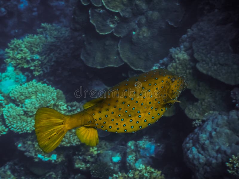 Yellow Brown Boxfish Swims Over Corals in the Red Sea Stock Photo ...