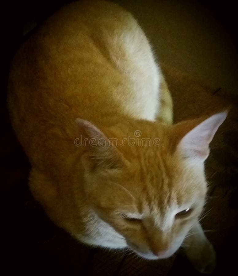 Yellow brown cat stock image. Image of beatiful, dream - 87249615