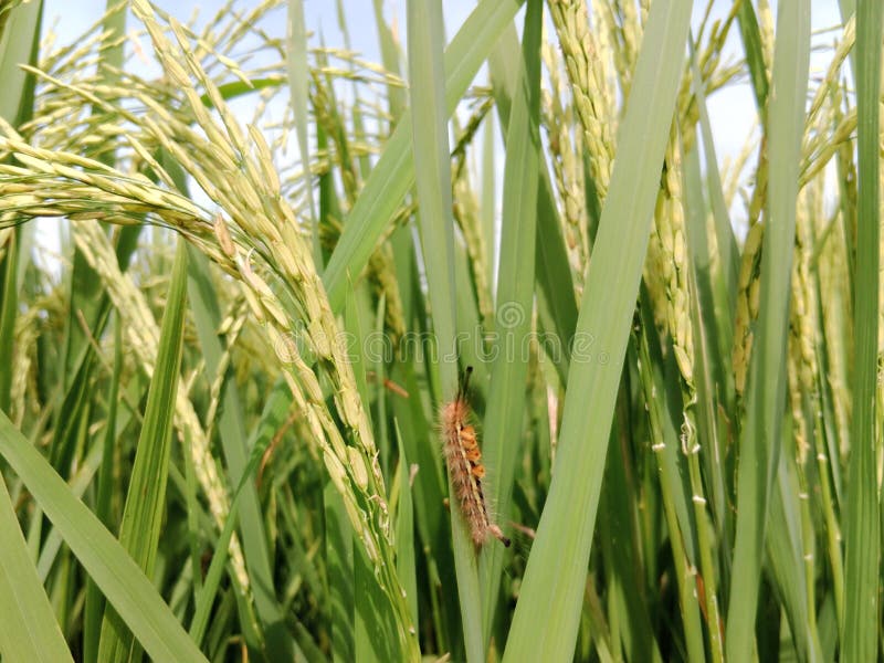 Brown Catcherper Stock Photos - Free & Royalty-Free Stock Photos from ...