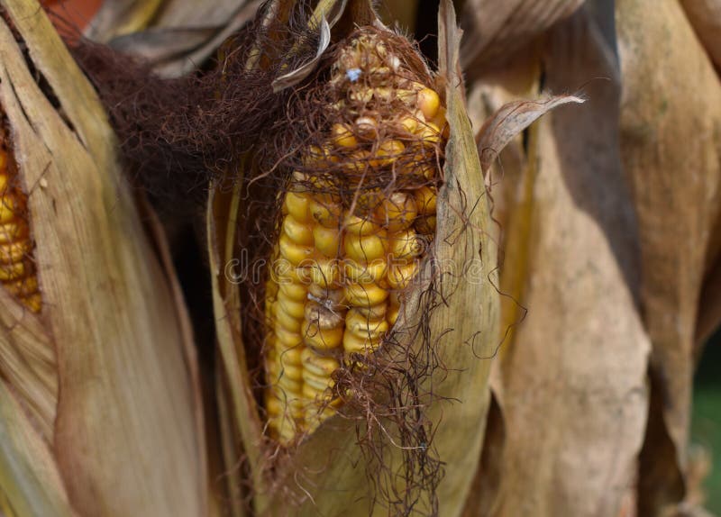 Corn cob stock image. Image of yellow, brown, corn, silk - 126879269